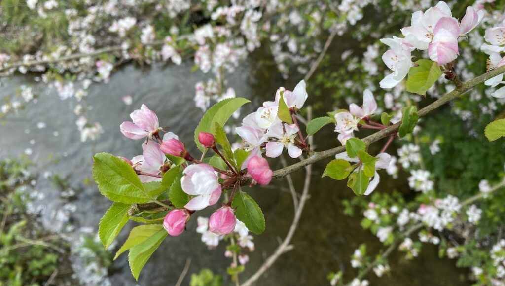 Dynamic energy flow to boost circulation in the legs - Flows for Life ...