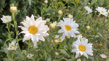 How to Have Happy Ears with Jin Shin Jyutsu - Flows for Life | Jin Shin ...